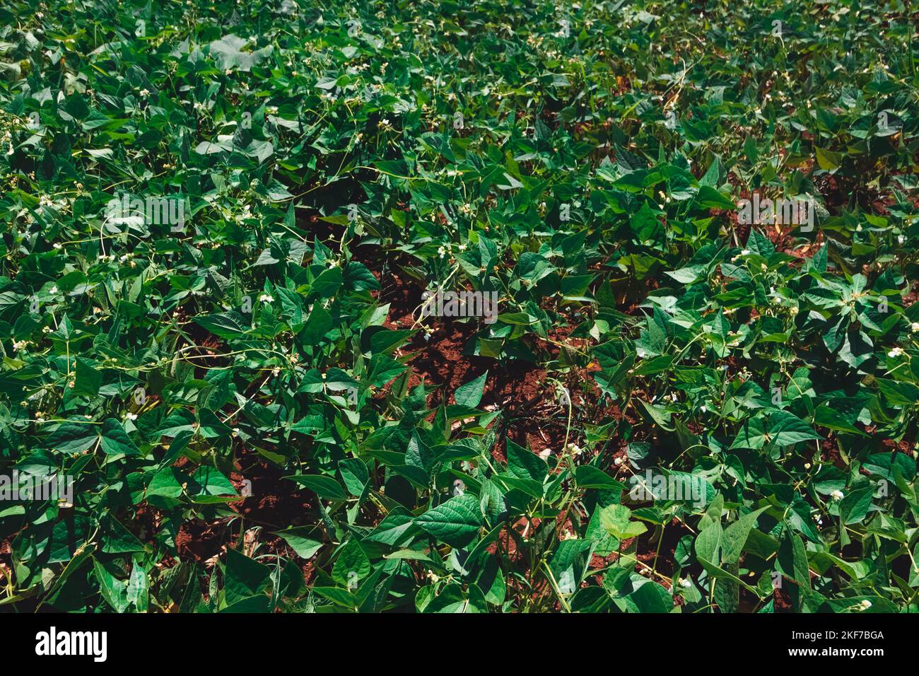 Soy Green Beans Plantation Farm on Spring Sunny Day Next a Highway in ...