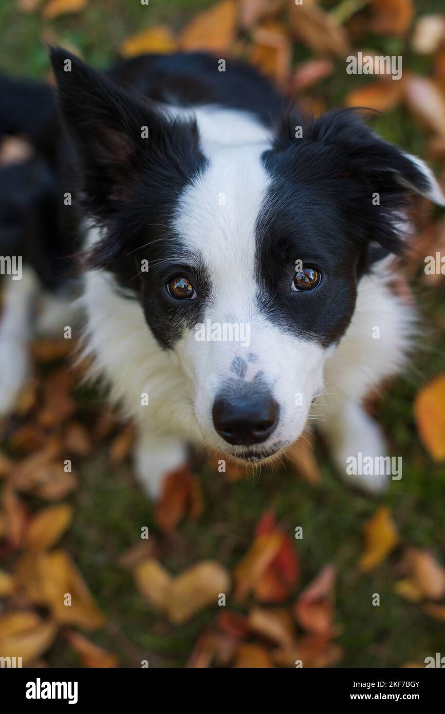 Young border collie dog in autumn background Stock Photo - Alamy