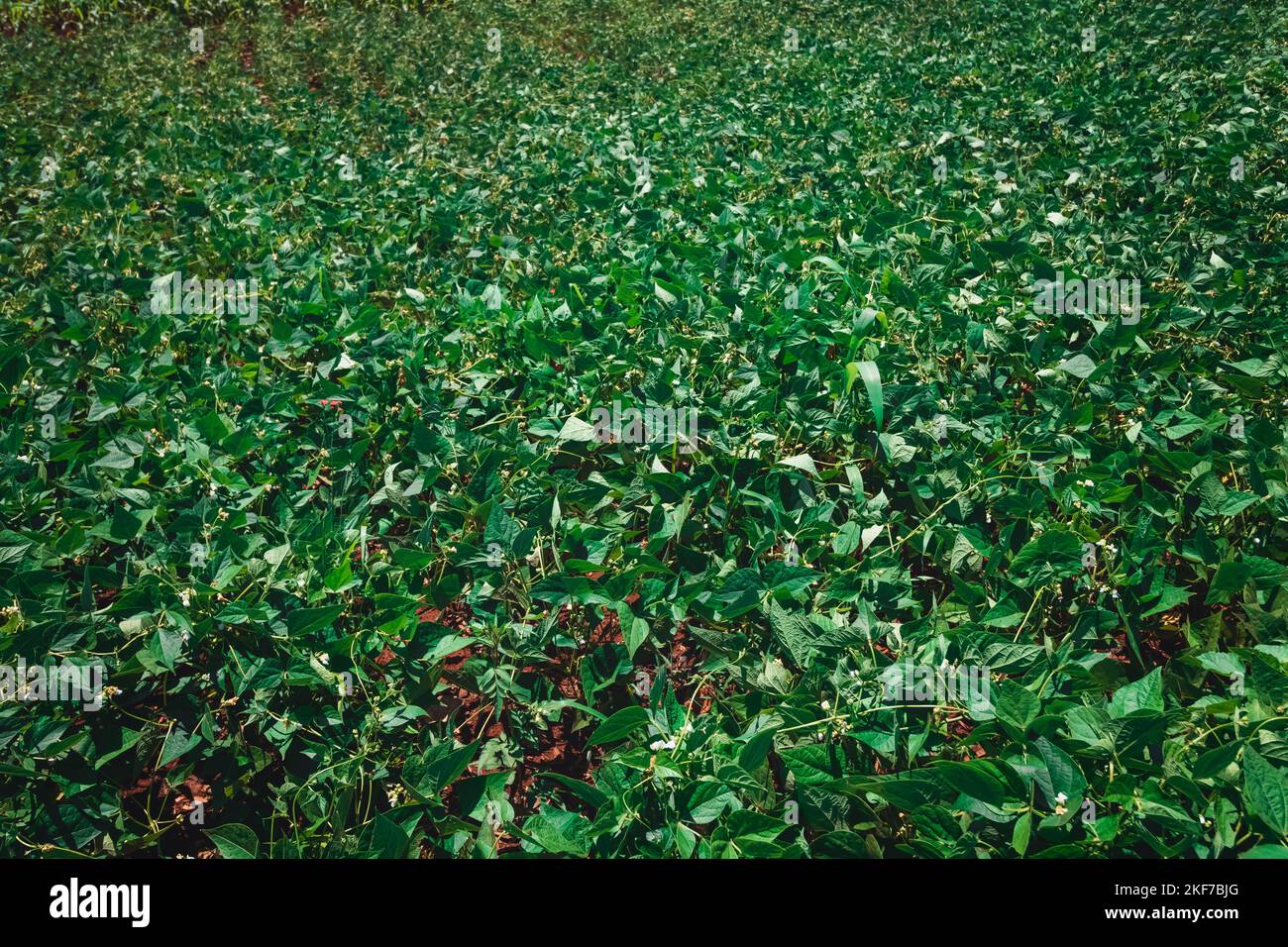 Soy Green Beans Plantation Farm on Spring Sunny Day Next a Highway in ...