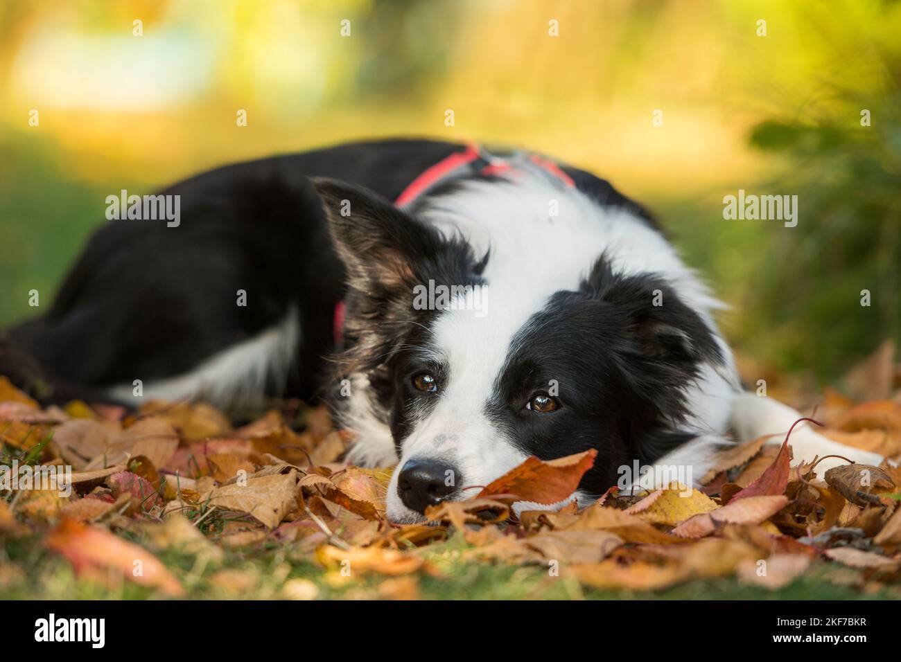 Young border collie dog in autumn background Stock Photo - Alamy
