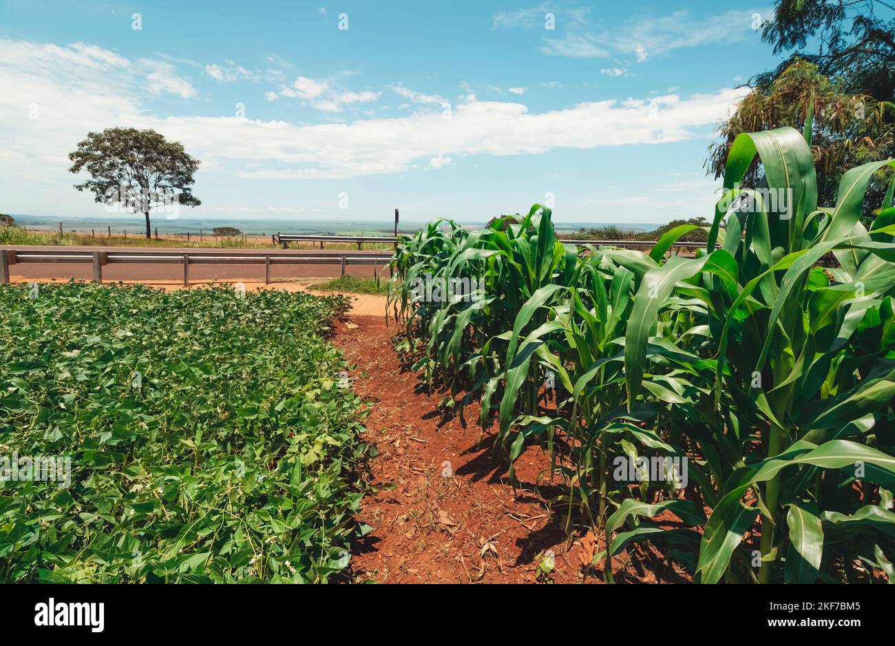 Soy Green Beans Plantation Farm on Spring Sunny Day Next a Highway in ...