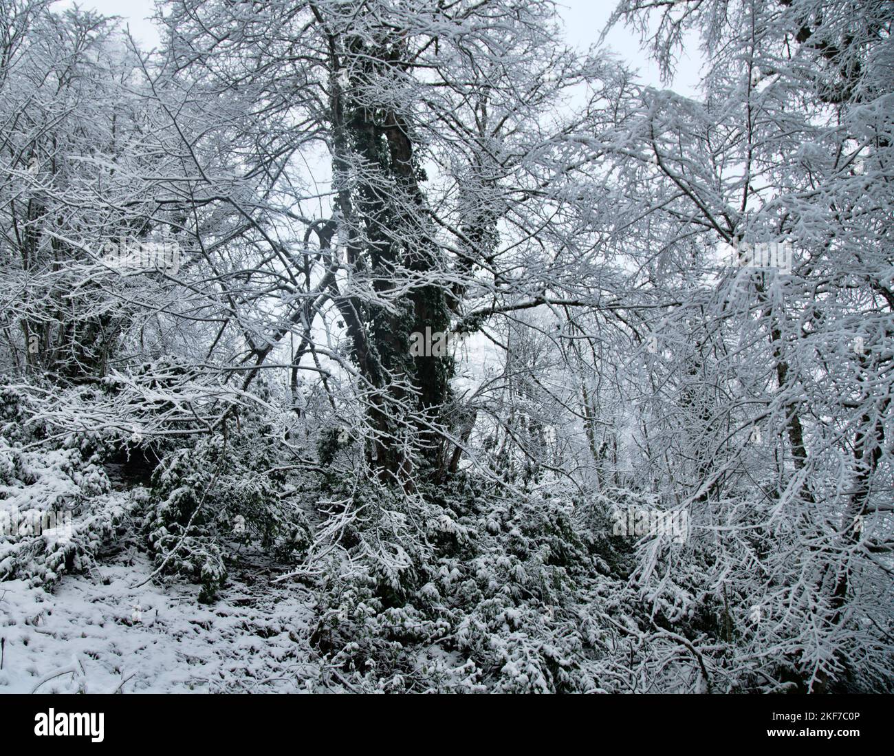 Snow on evergreen foliage. Rhododendron in winter. The subtropical ...