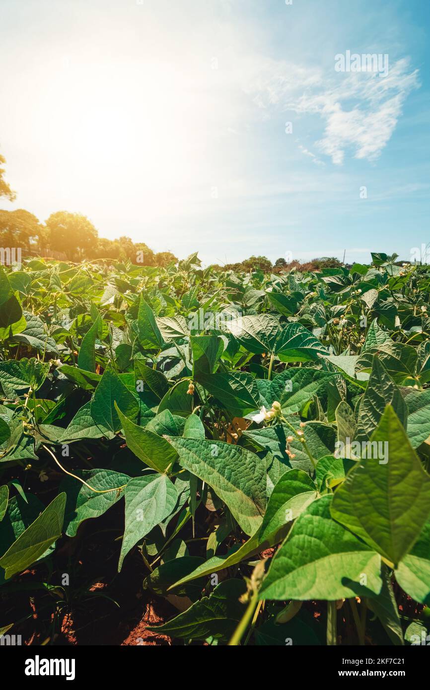Soy Green Beans Plantation Farm on Spring Sunny Day Next a Highway in ...