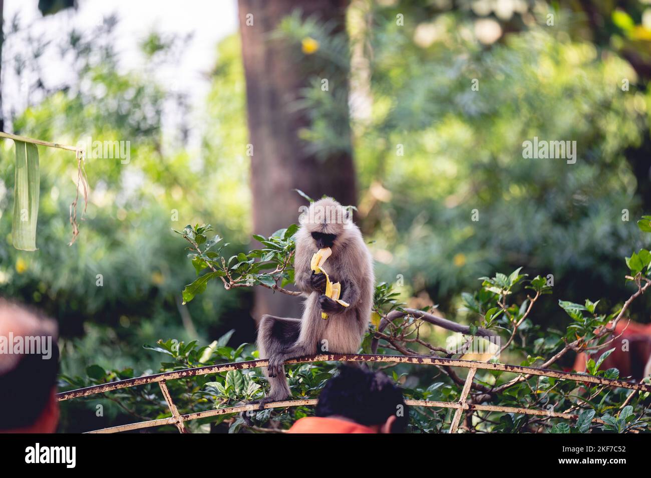 A close-up shot of a monkey eating banana at a Hindu temple in Kolkata ...