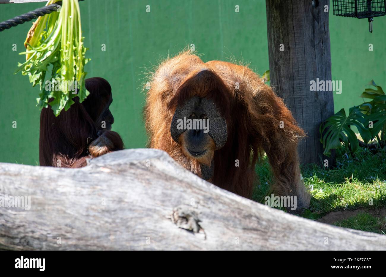Two Sumatran Orangutans (Pongo abelii) at Sydney Zoo in Sydney, NSW ...