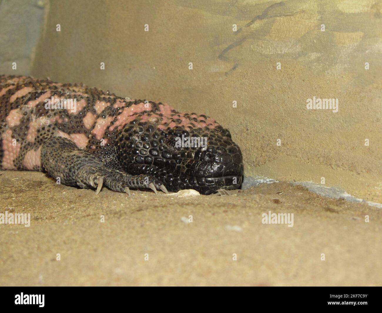 A closeup of venomous Gila monster resting on the sand of its habitat ...