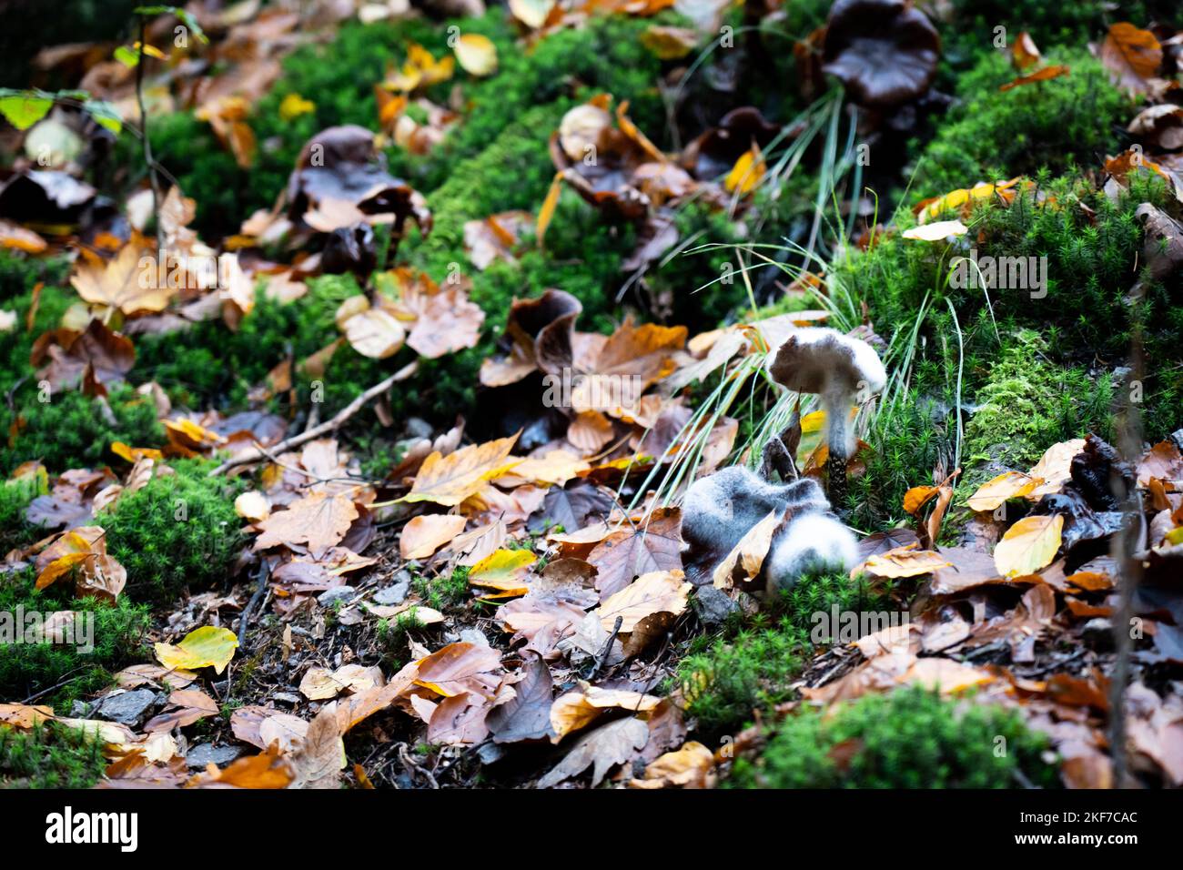 White fuzzy mushroom on the forest floor Stock Photo - Alamy