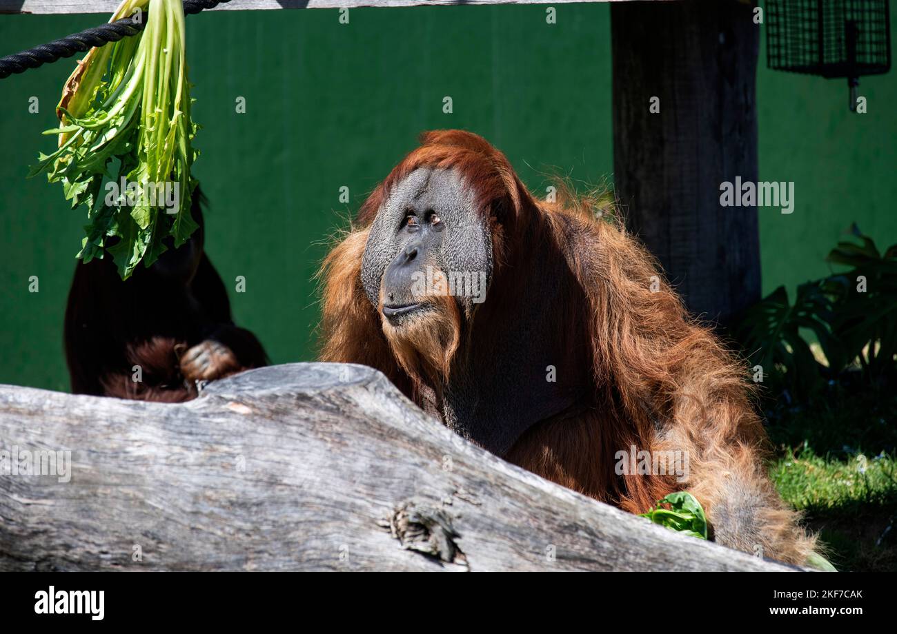 A Sumatran Orangutan (Pongo abelii) at Sydney Zoo in Sydney, NSW ...