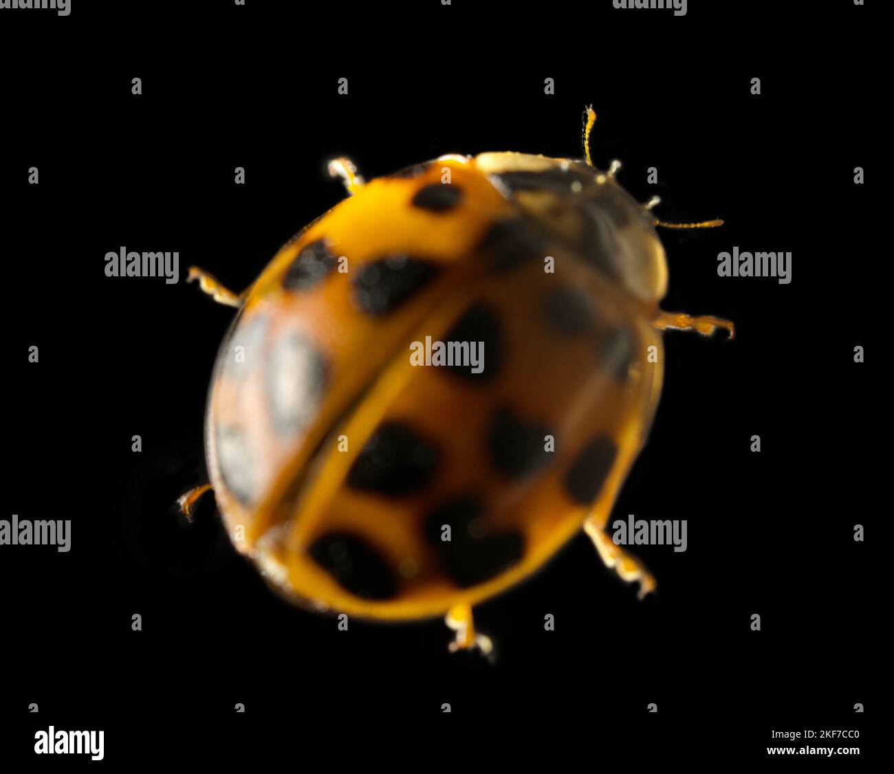 Harlequin (Harmonia axyridis) common orange color form succinea ...