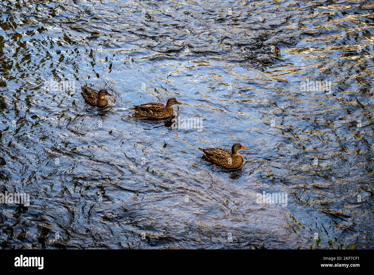 Ducks swimming in a river from above Stock Photo - Alamy