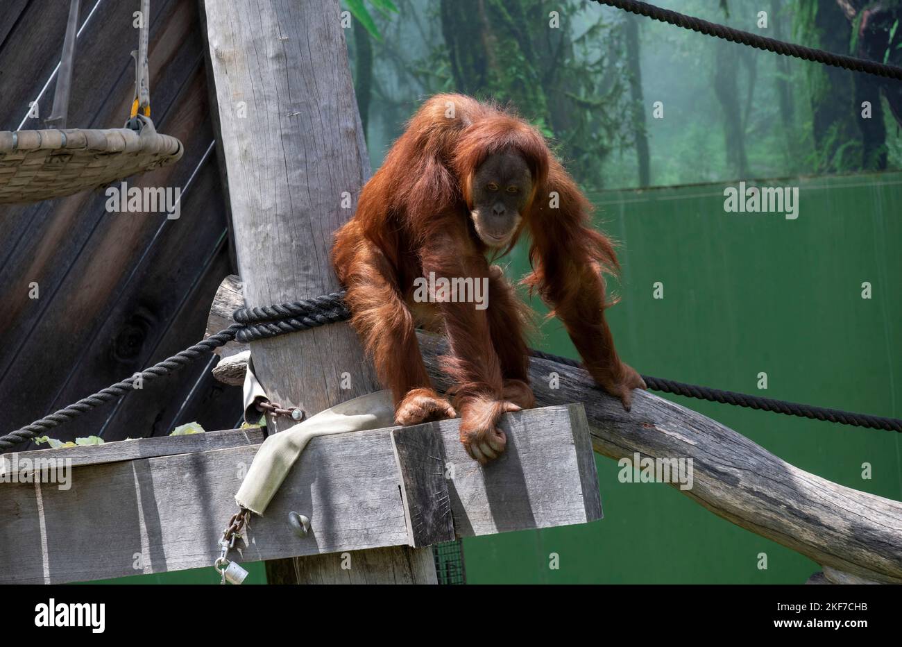A Sumatran Orangutan (Pongo abelii) at Sydney Zoo in Sydney, NSW ...
