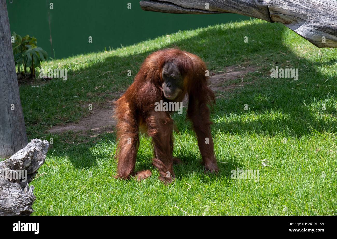 A Sumatran Orangutan (Pongo abelii) at Sydney Zoo in Sydney, NSW ...