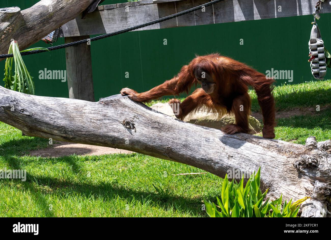 A Sumatran Orangutan (Pongo abelii) at Sydney Zoo in Sydney, NSW ...