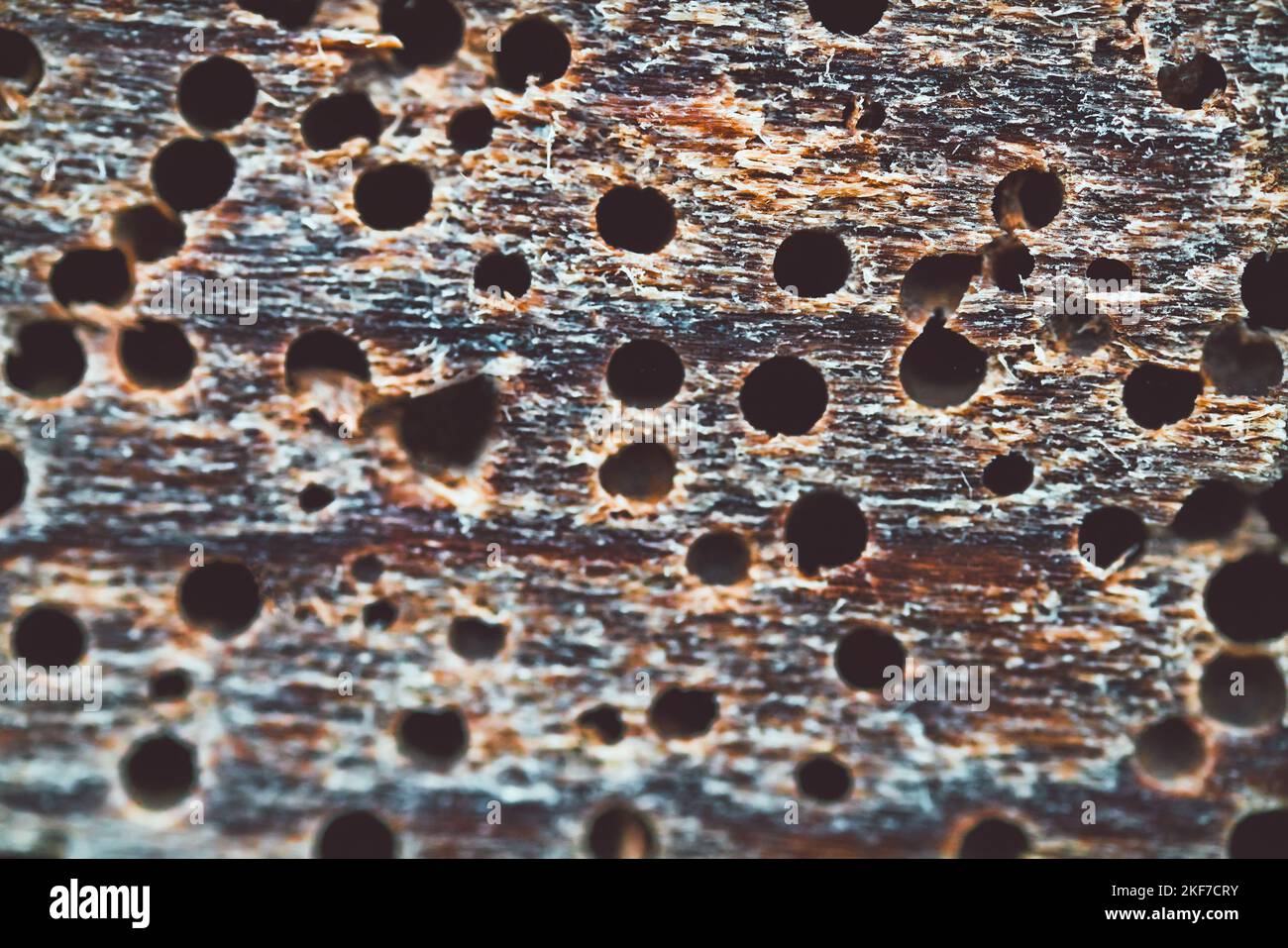 Perforated surface (full of holes) background. Cork oak (Quercus suber ...