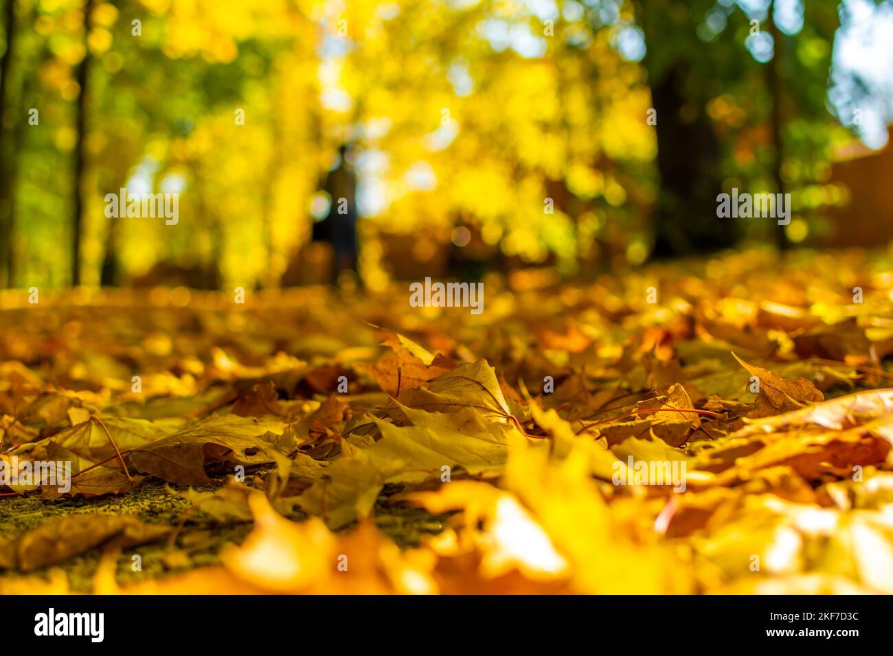 autumn trees, falling yellow leaves in the sun in the park Stock Photo - Alamy