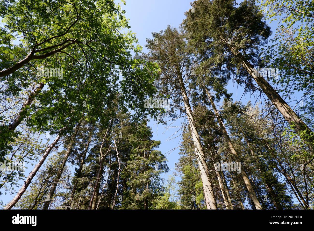 A low-angle shot of trees in a forest Stock Photo - Alamy