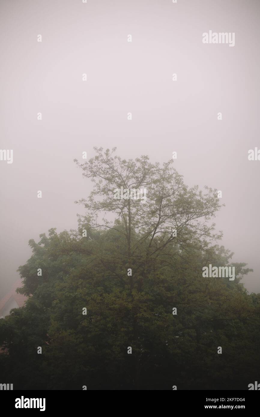 Tree during moody foggy weather in spring Stock Photo - Alamy