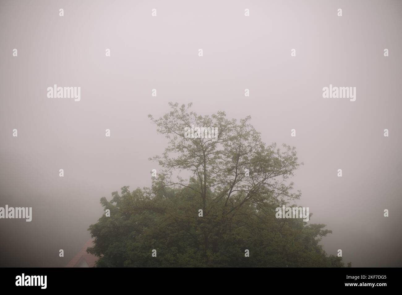 Moody tree hi-res stock photography and images - Alamy