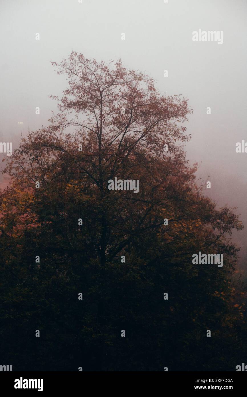 Foggy background hi-res stock photography and images - Alamy