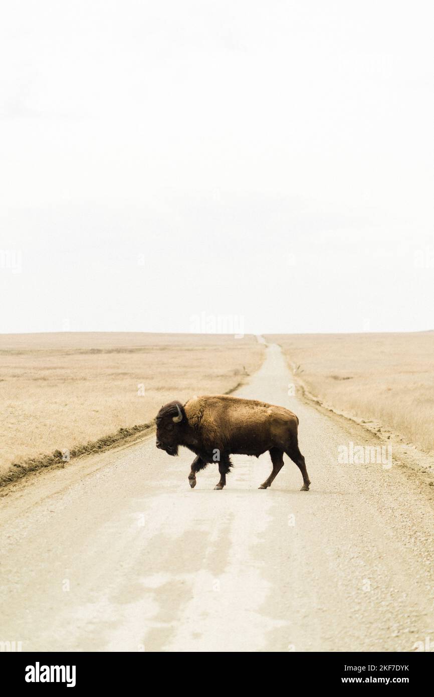 A closeup of an American bison (Bison bison) on an asphalt road in ...