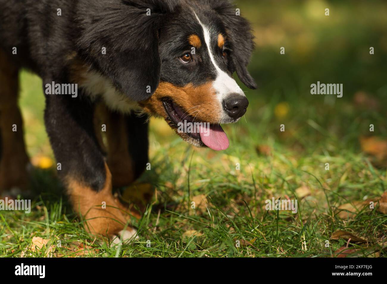 Bernese mountain dog in autumn landscape Stock Photo - Alamy
