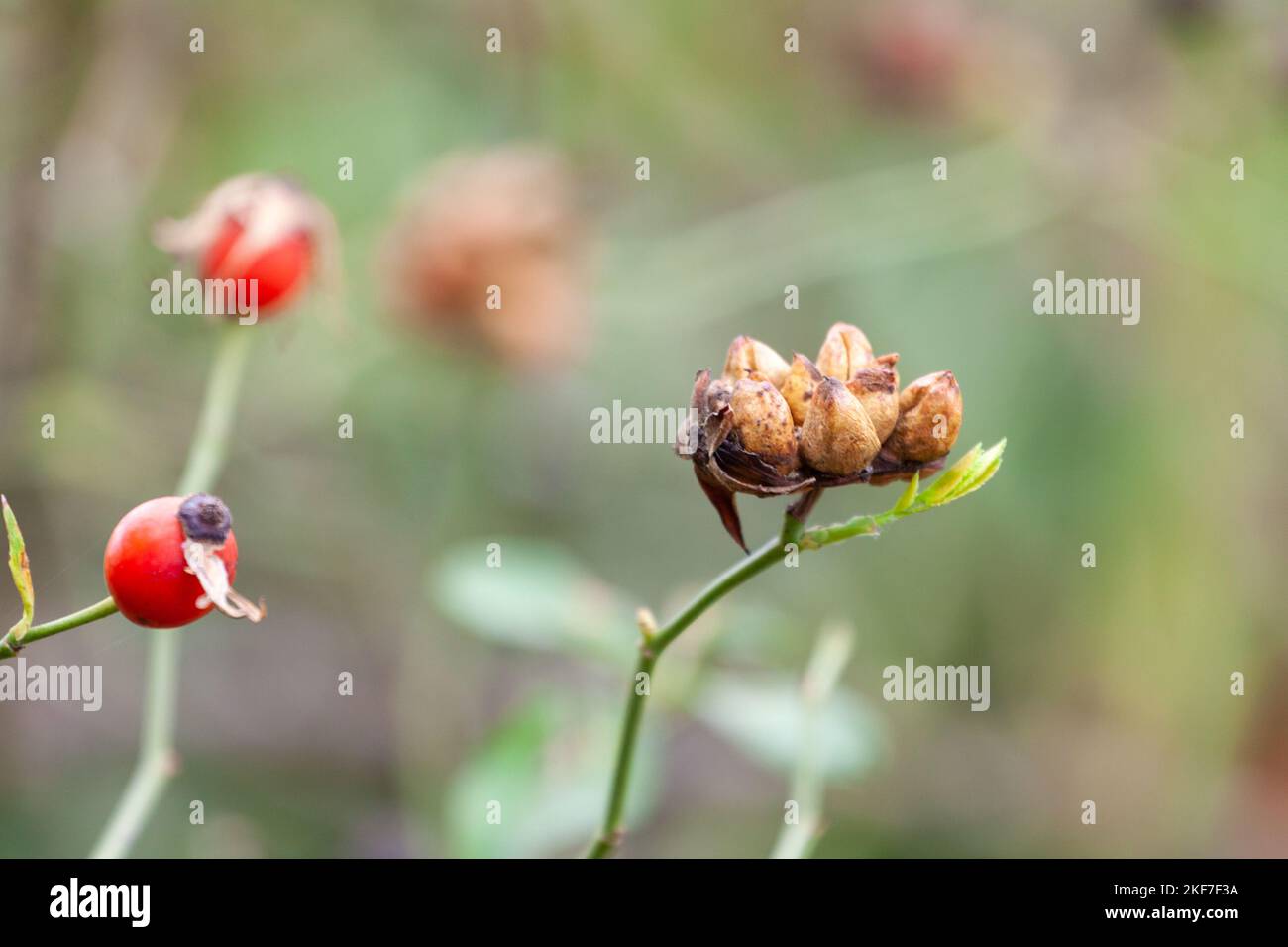 or Rosehip disease what is making the bush drying. Plant disease of ...