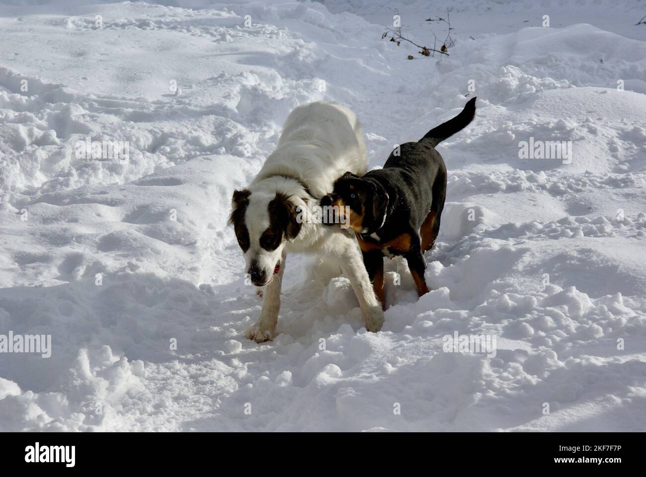 Play with the dogs hi-res stock photography and images - Alamy