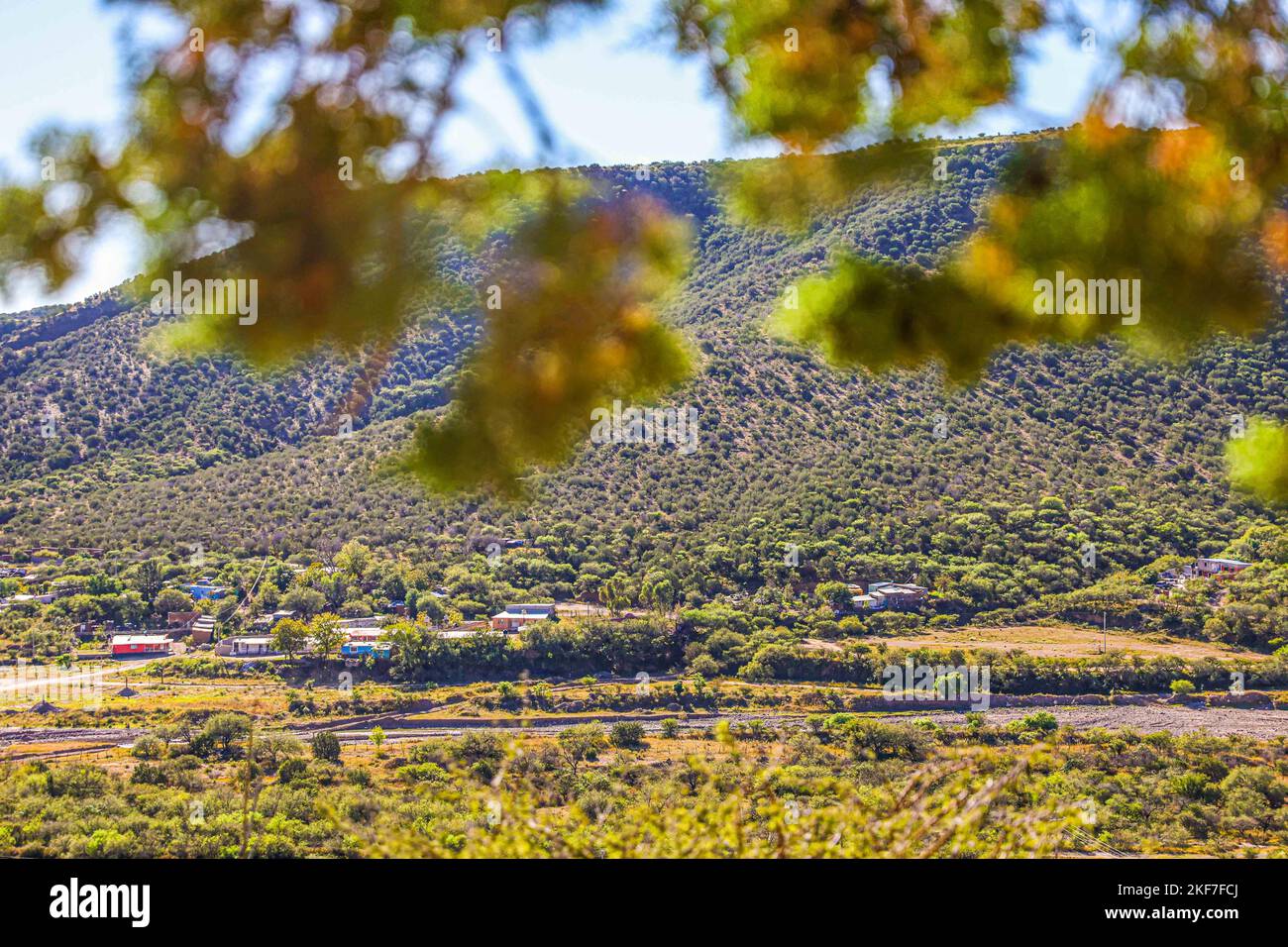 Tree branches in pine forest in Santa Barbara Chihuahua (photo By Luis ...