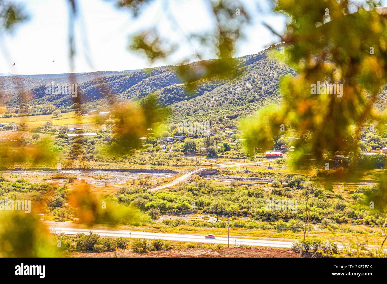 Tree branches in pine forest in Santa Barbara Chihuahua (photo By Luis ...