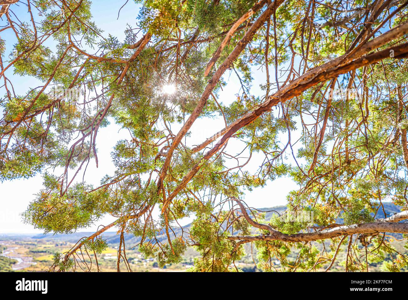Sunbeam between tree branches in pine forest in Santa Barbara Chihuahua ...