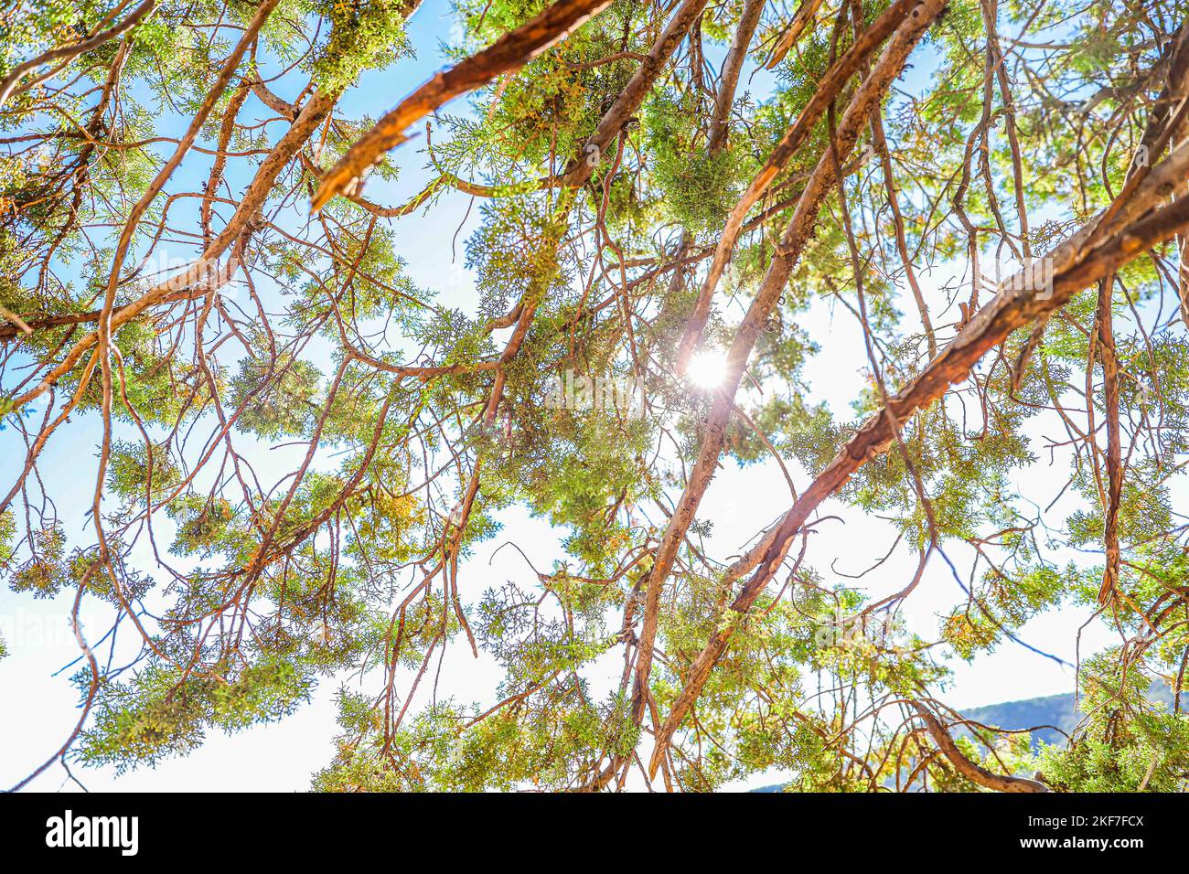 Ramas de barbara hi-res stock photography and images - Alamy