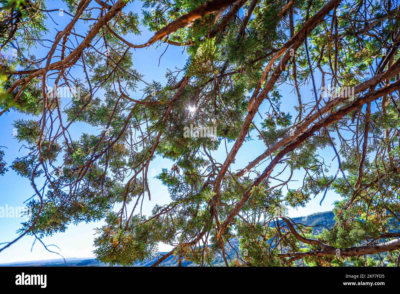 Tree branches in pine forest in Santa Barbara Chihuahua (photo By Luis ...