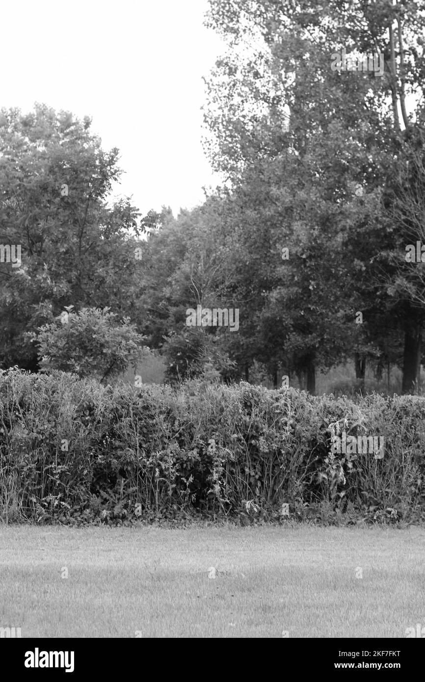 Leafy overgrown autumn meadow with trees and bushes in a black and ...