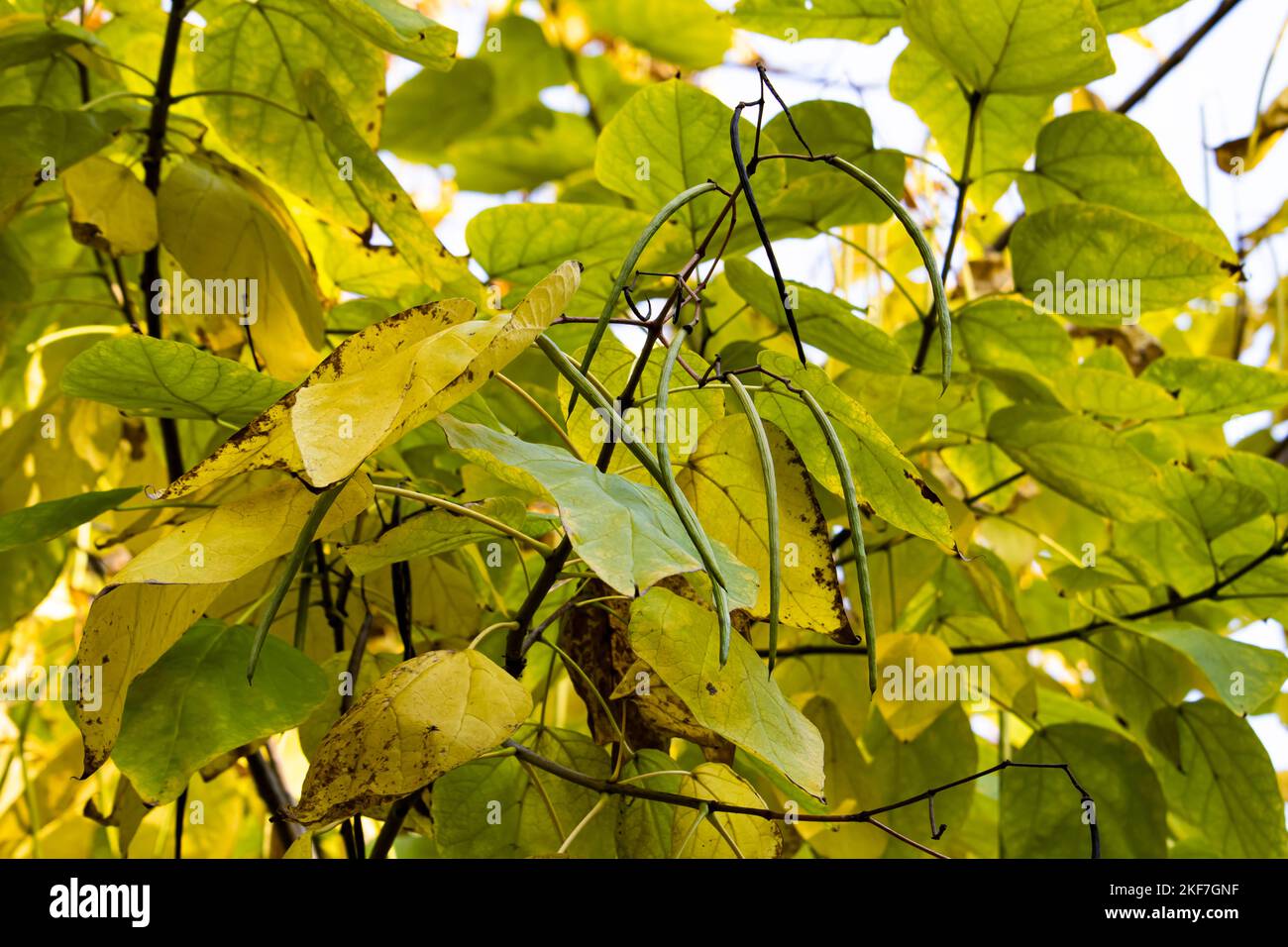 Cigar wood, Catalpa , Catalpa bignonioides Stock Photo - Alamy