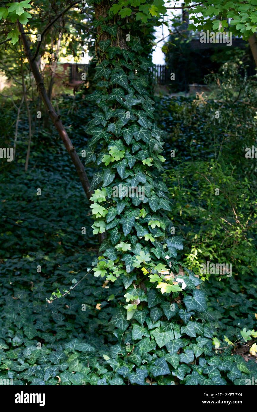 Running ivy on the tree hi-res stock photography and images - Alamy