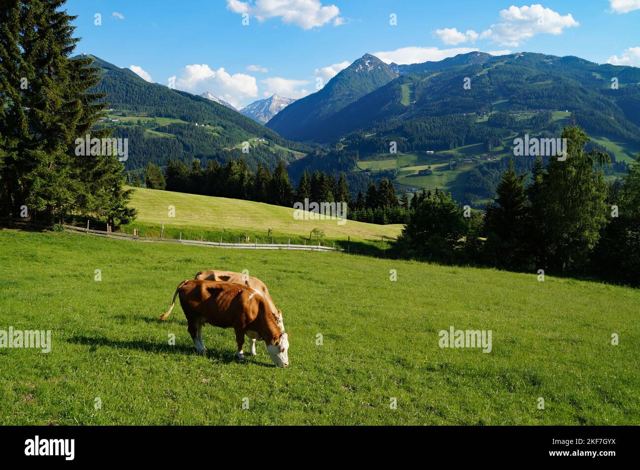 cows grazing on the vast green alpine meadows in the Austrian Alps of ...