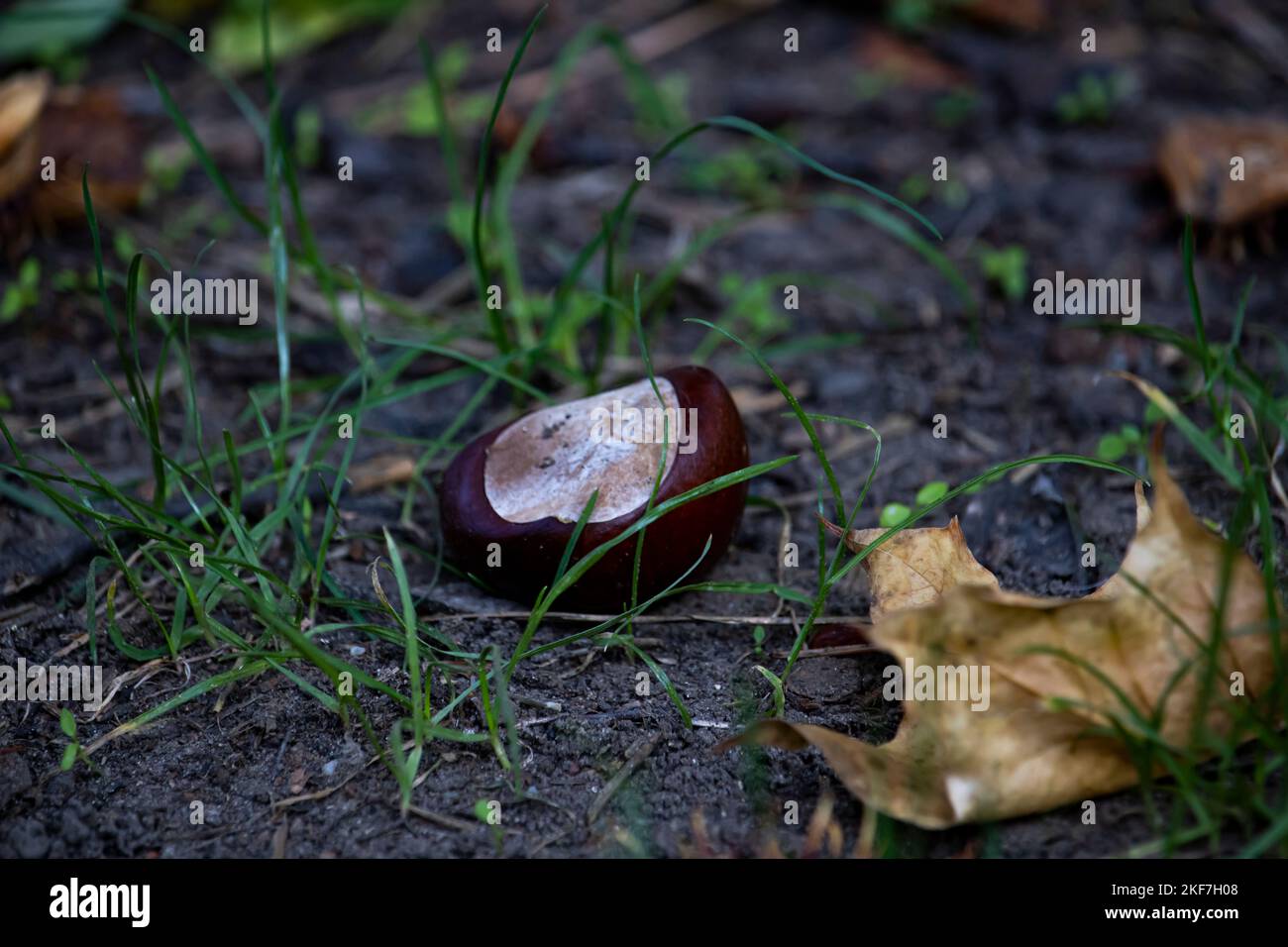 Chestnut on ground hi-res stock photography and images - Alamy