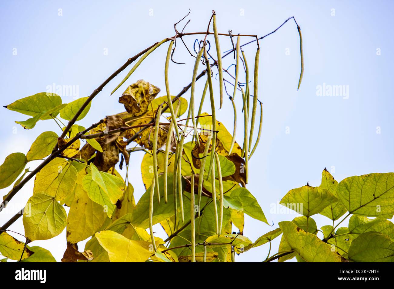 Cigar wood, Catalpa , Catalpa bignonioides Stock Photo - Alamy