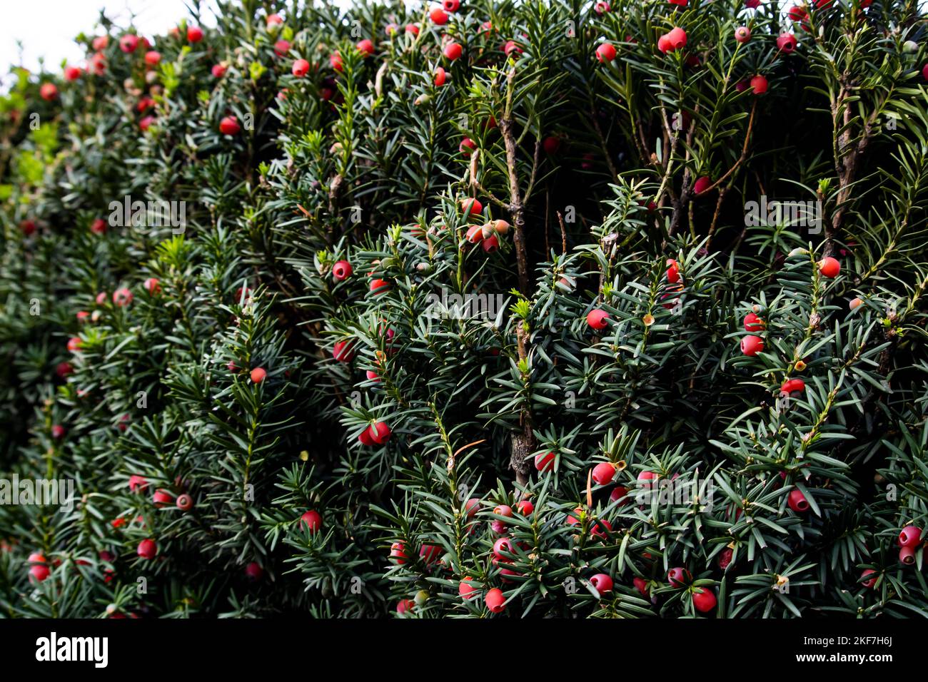 Taxus baccata ,Taxus Stock Photo - Alamy