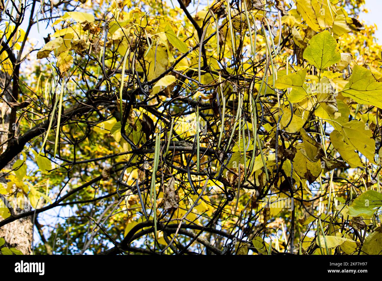 Cigar wood, Catalpa , Catalpa bignonioides Stock Photo - Alamy
