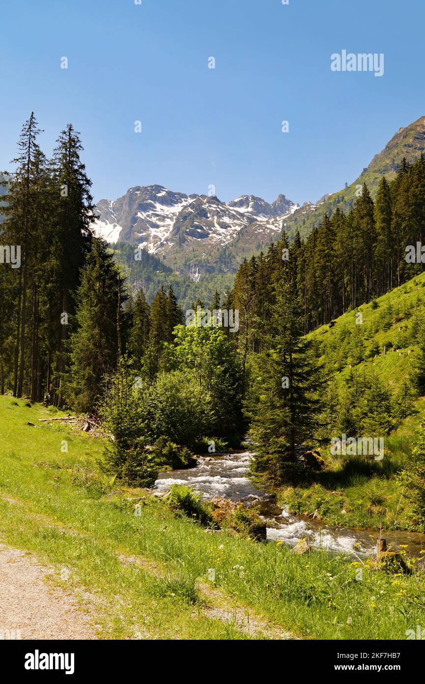 a beautiful alpine landscape with a creek, lush green forest and the ...