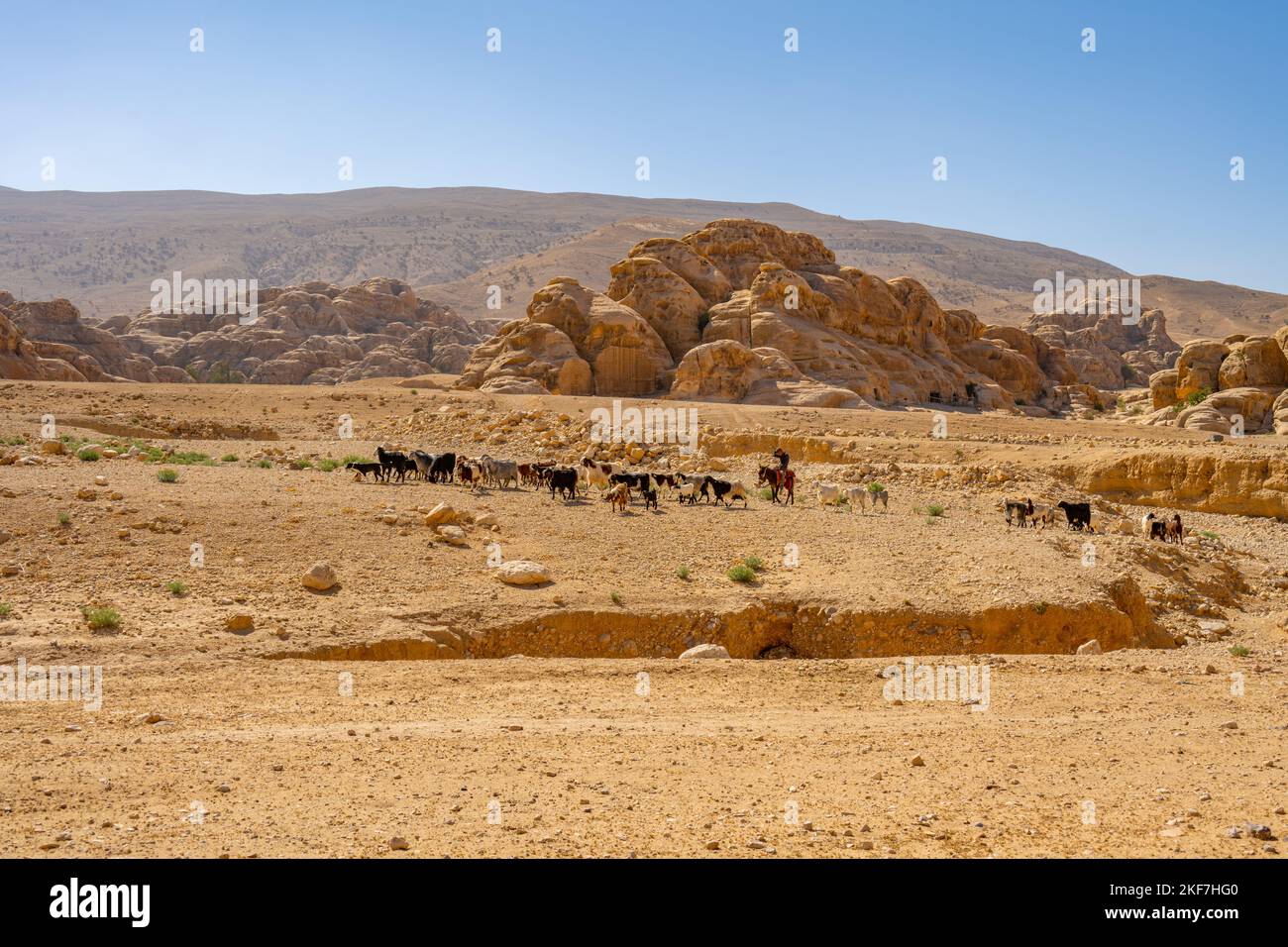 Flock of goats in the desert near Little Petra, Siq al-Barid, Jordan ...