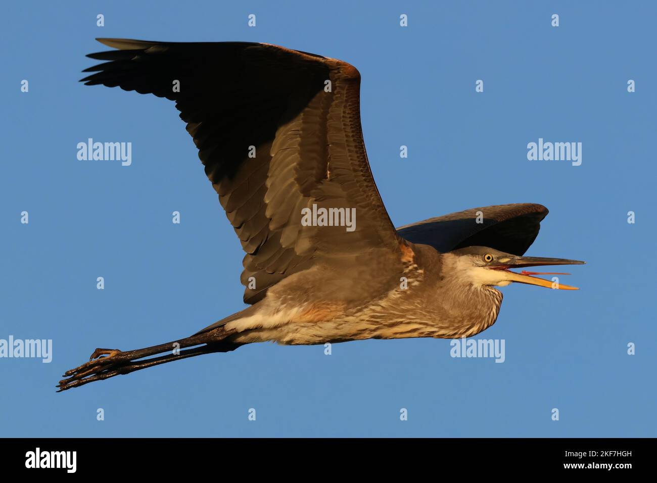 A great blue heron in flight in a clear blue sky Stock Photo - Alamy
