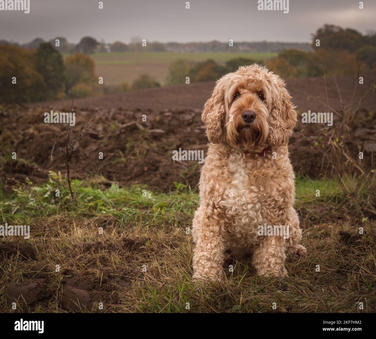 Picture of a cockapoo hi-res stock photography and images - Alamy