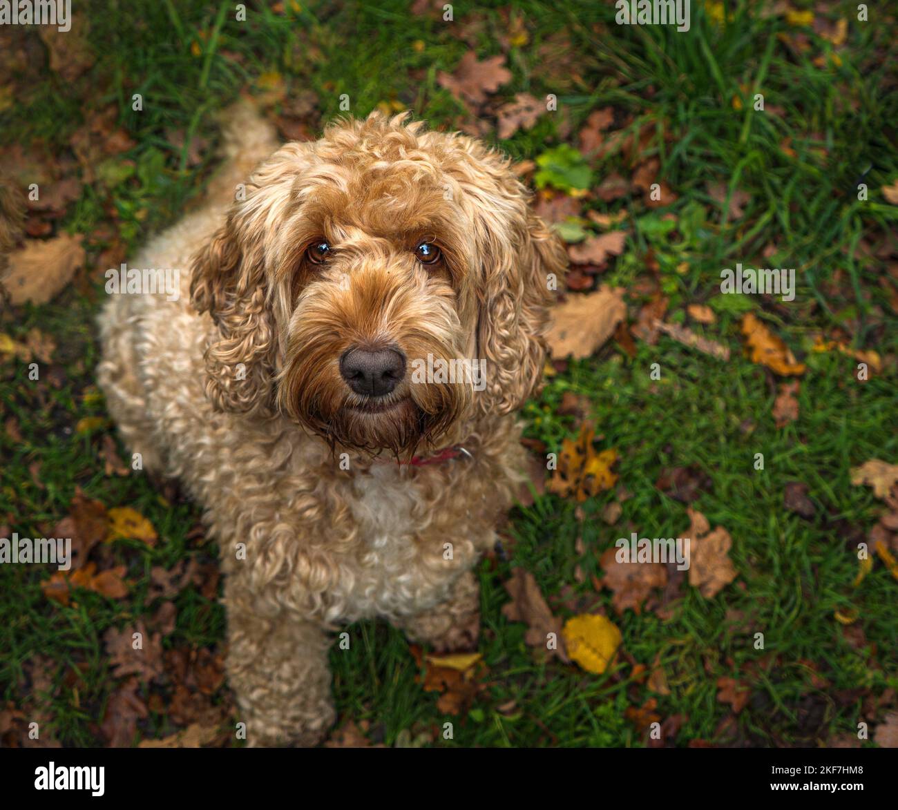 cockapoo dog sitting in grass surrounded by autumn leaves gazing up ...