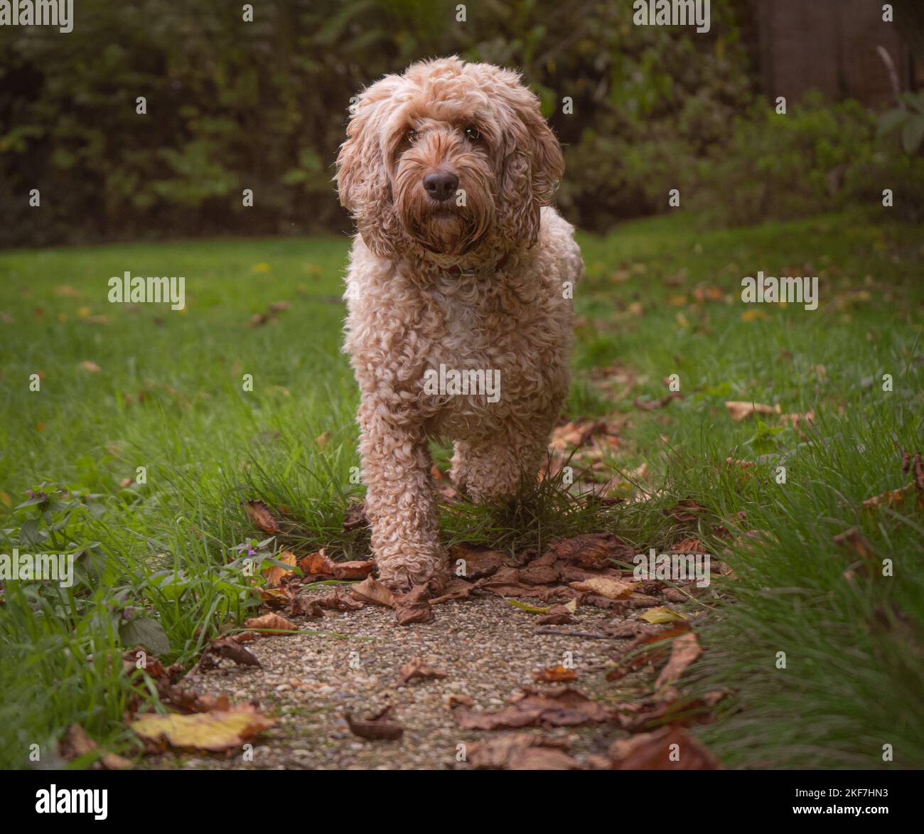 Cockapoo photography hi-res stock photography and images - Alamy