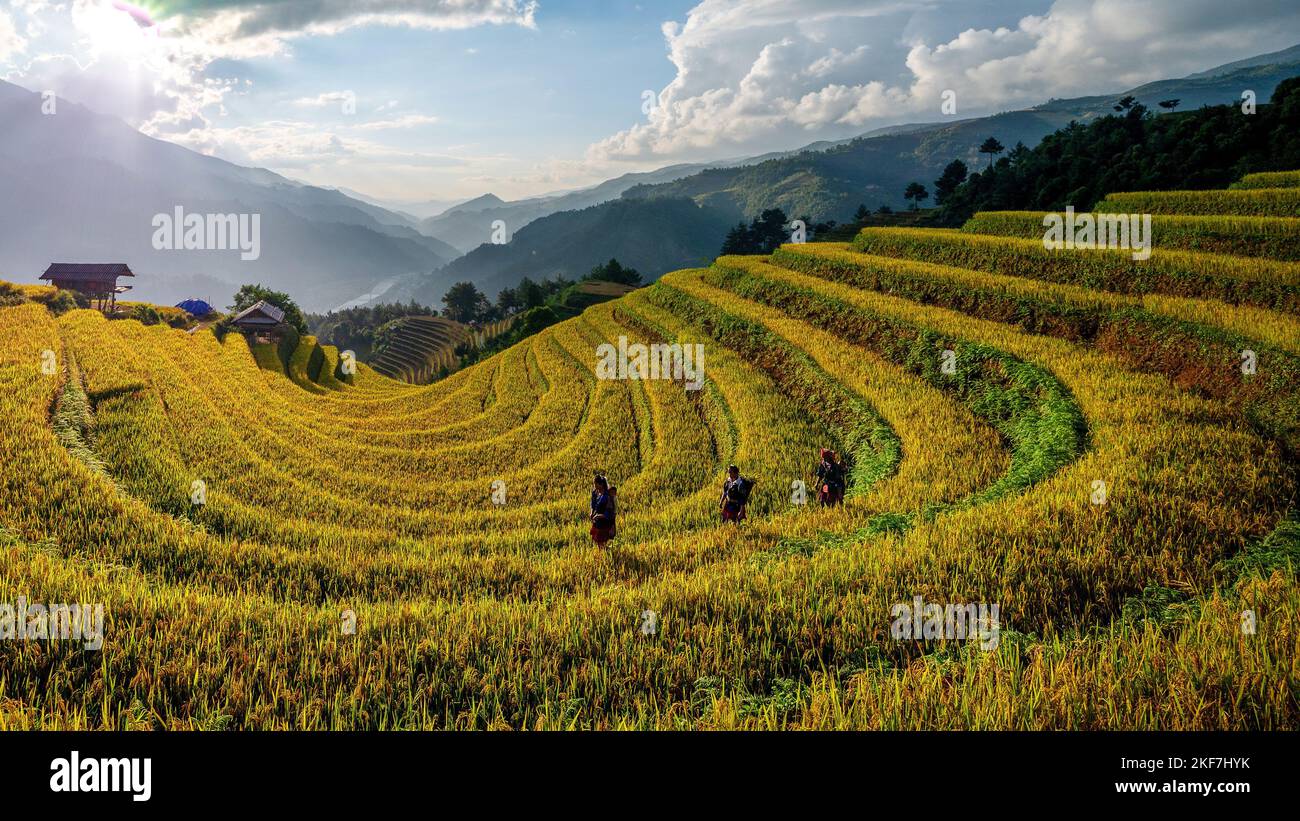 The ripe rice terrace fields in Mung Cang Chai, Yen Bai province ...