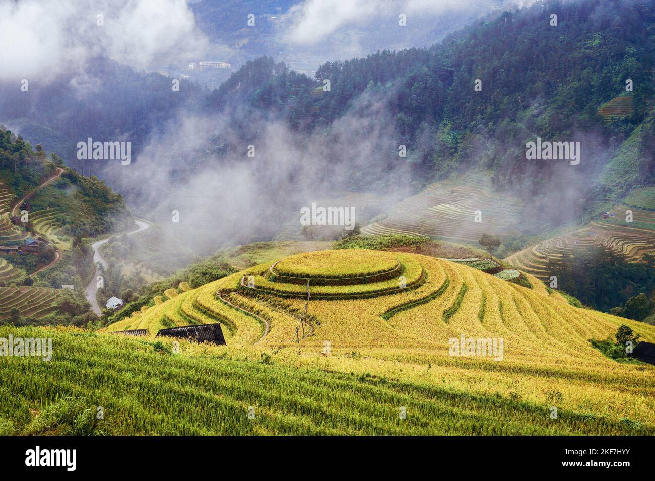 The ripe rice terrace fields in Mung Cang Chai, Yen Bai province ...