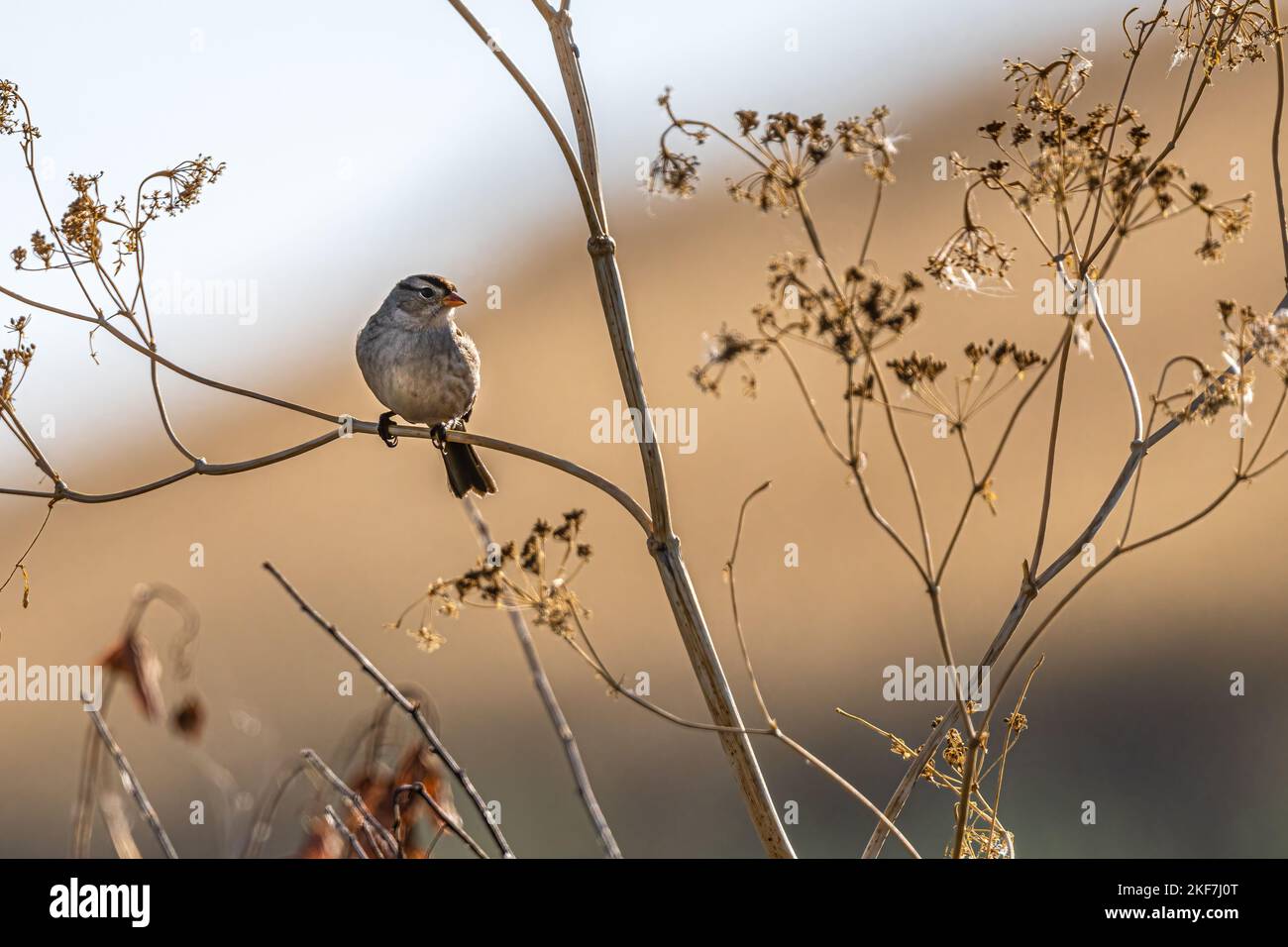 White-crowned Sparrow (Zonotrichia leucophrys) in Fall Stock Photo - Alamy