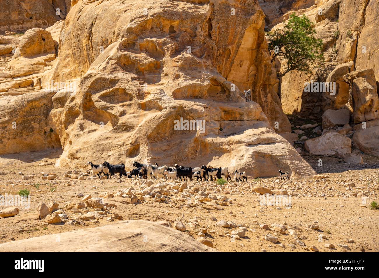 Flock of goats in the desert near Little Petra, Siq al-Barid, Jordan ...